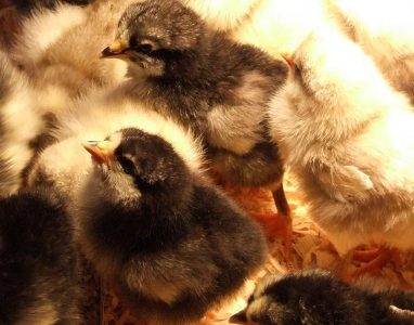 Java Chicken - Breed Profile - Backyard Poultry